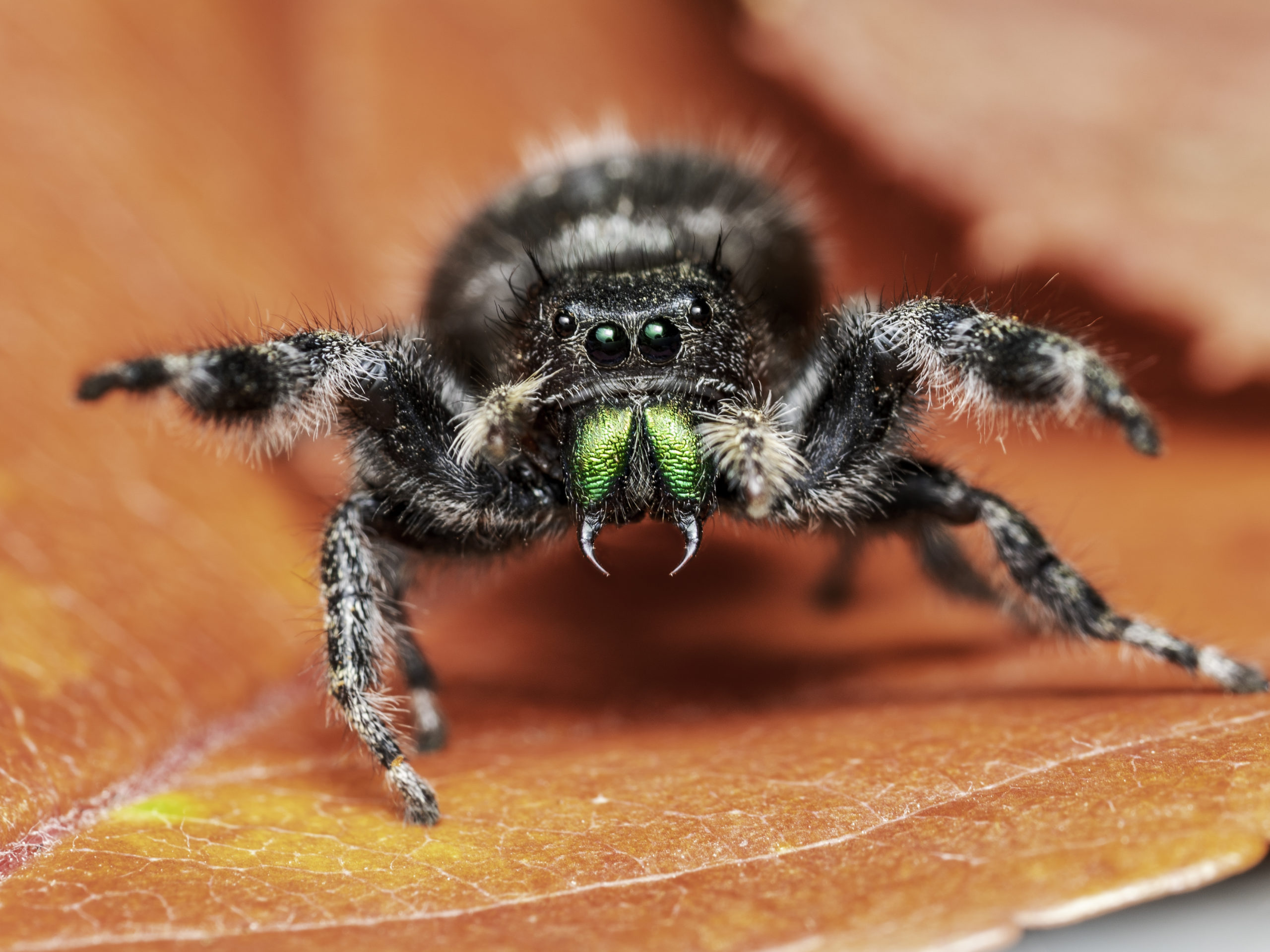 The Spider and the Fly - Harold Hall Photography Harold Hall ...