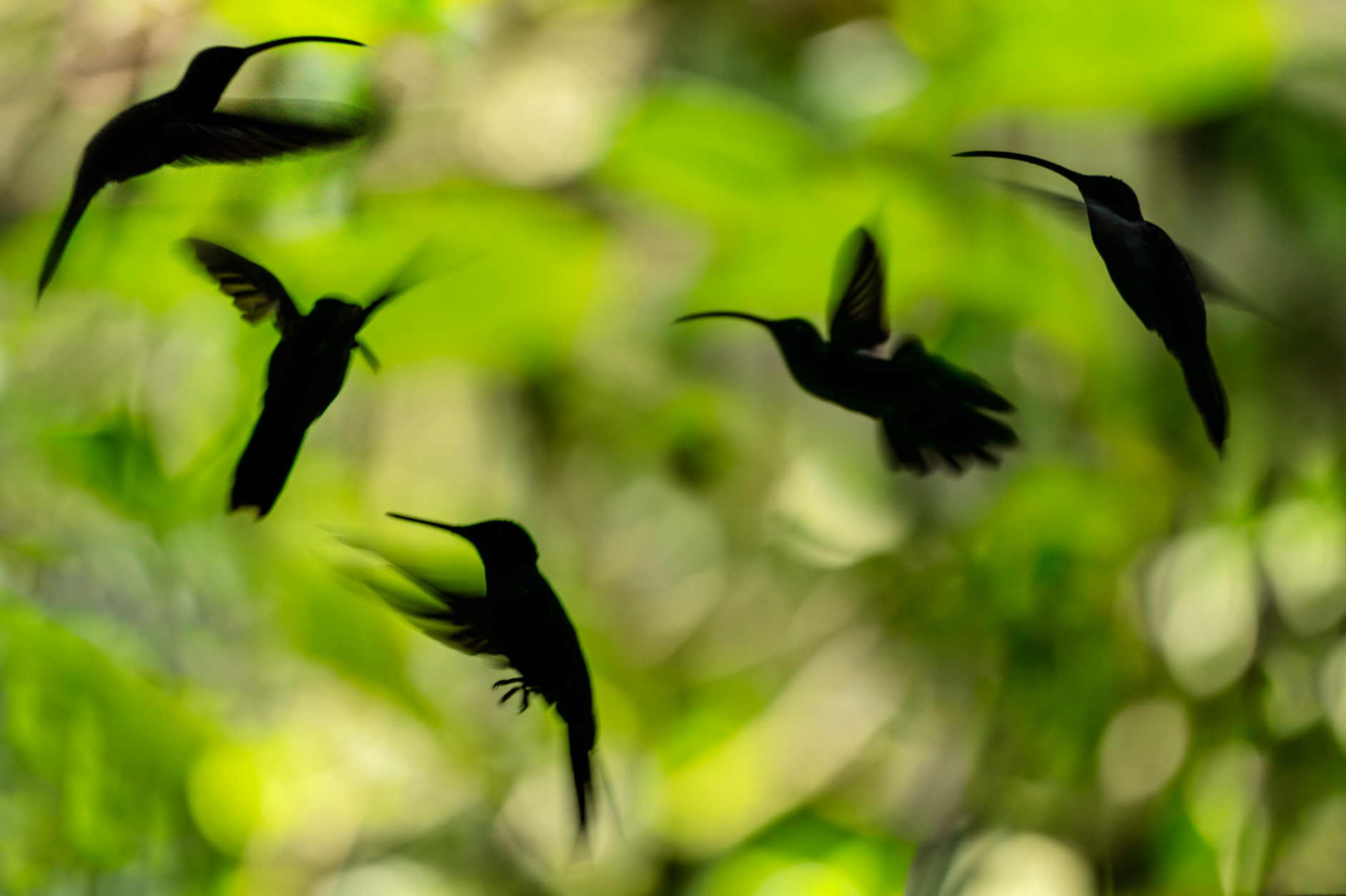 Costa Rican Humming Birds and Frogs - Harold Hall PhotographyHarold ...