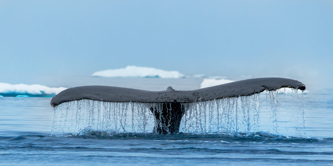 Penguin Feeding, a Whale of a Tail - Harold Hall PhotographyHarold Hall ...